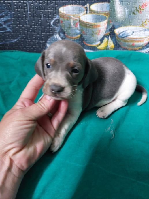 Jazavicari choco i blue merle stenci