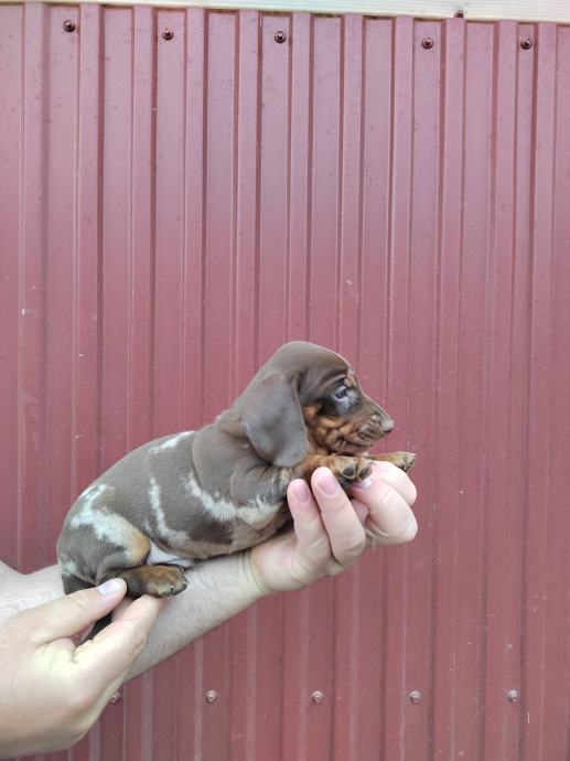 Jazavicari choco i blue merle stenci