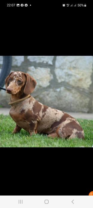 Jazbečarji pritlikavi choco in choco merle