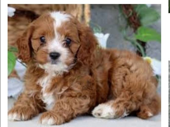 Kupim mladička cavapoo, cavamalt ali matipoo