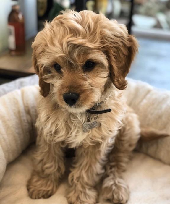 Kupim mladička cavapoo