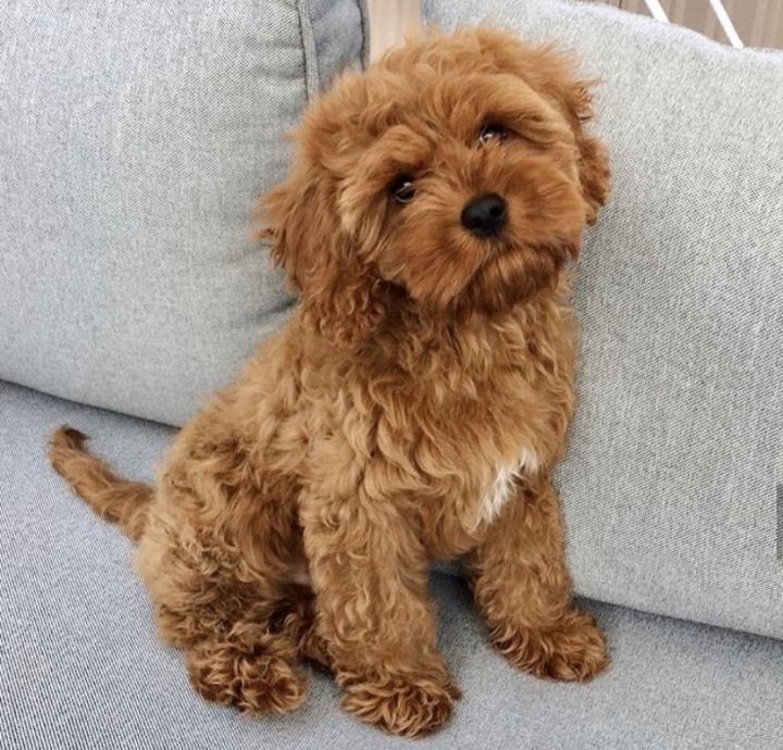 Kupim mladička cavapoo