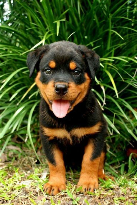 Kupim psa rottweiler - ja