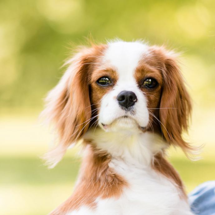 KUPIM psičko pasme Kavalir kralja Karla (Cavalier King Charles Spaniel