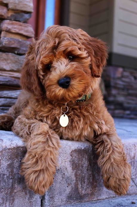Kupim TOY kodra oz maltipoo mladička