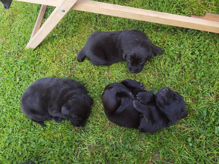 Labradorci mešanci