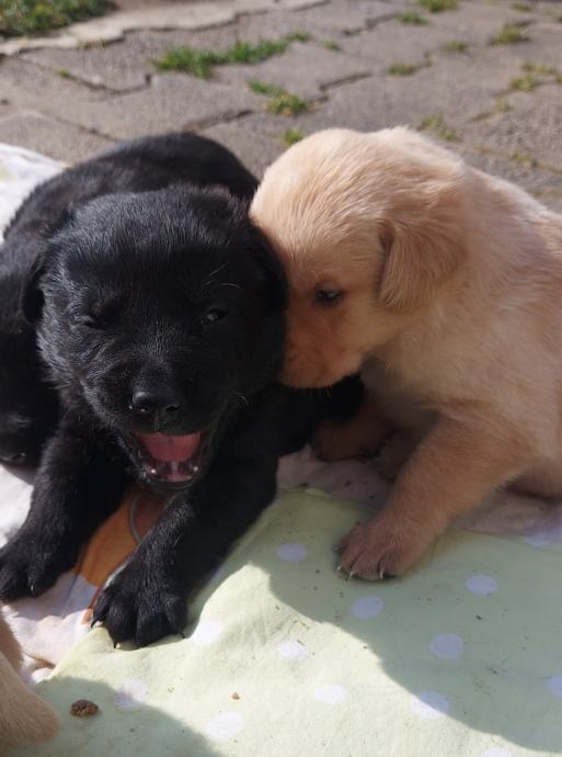Labradorci mladički (labrador retriever) črni