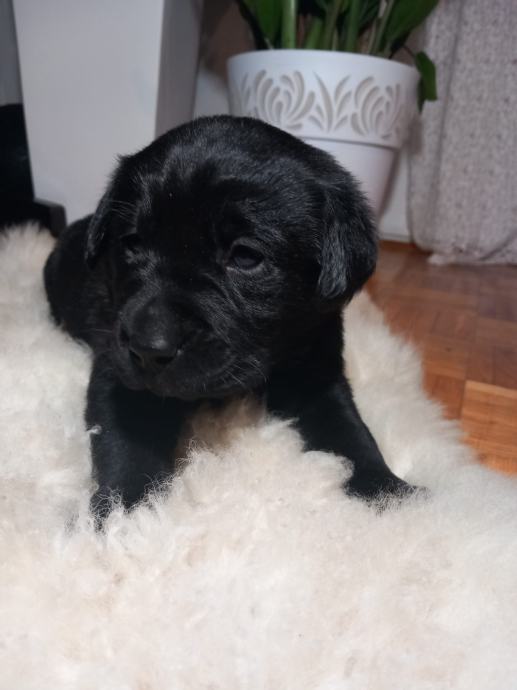 Labradorci mladički (labrador retriever) črni