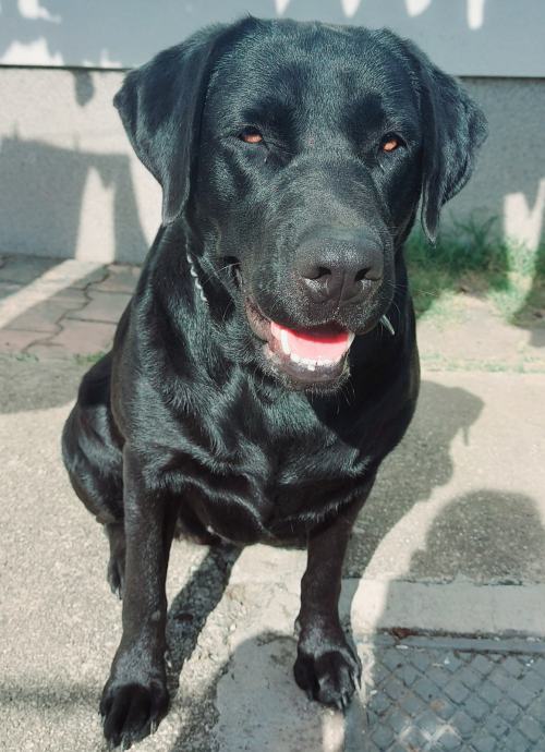 Labradorci mladički (labrador retriever) črni