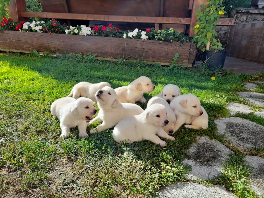 Labradorci