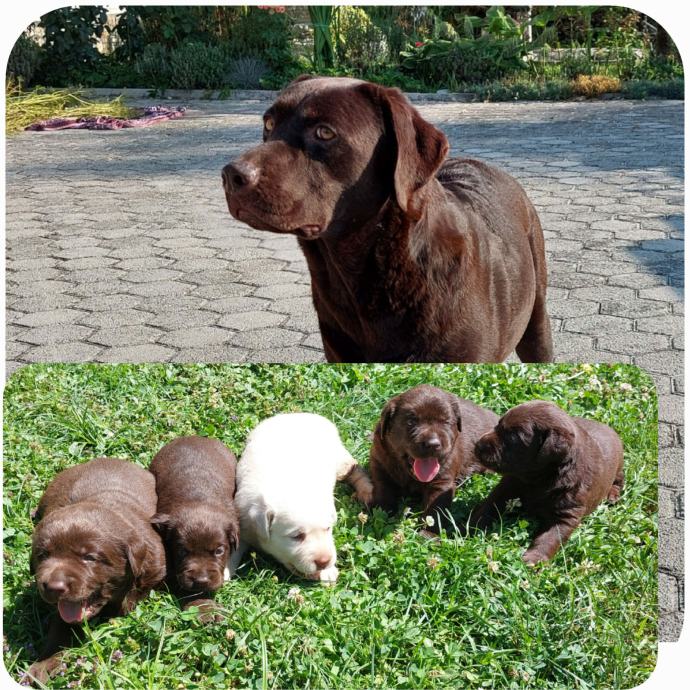 LABRADOREC - LABRADOR - mladički čokoladni samčki