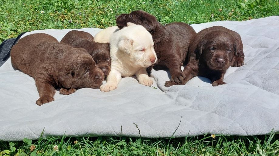 LABRADOREC - LABRADOR - mladički čokoladni samčki
