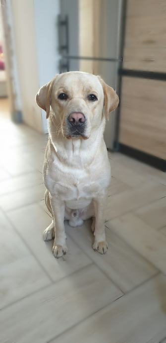 Labradorec retriver za parjenje rumeno beli