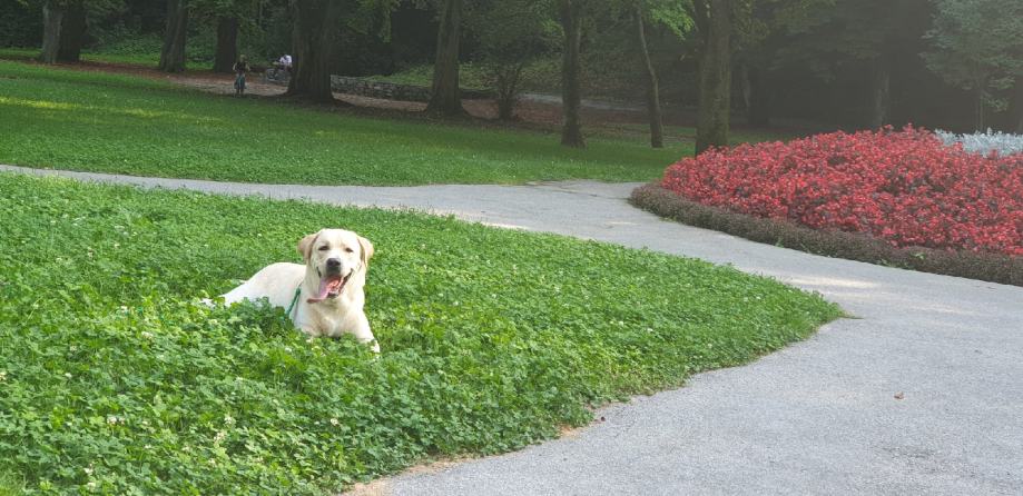 Labradorec retriver za parjenje rumeno beli