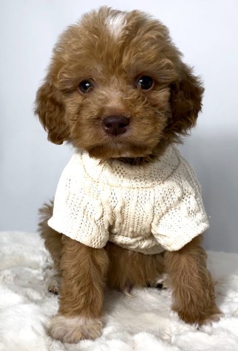 Labradoroodle-labradudl (labrador i pudla)