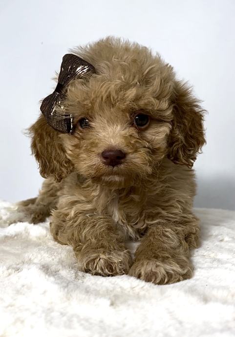Labradoroodle-labradudl (labrador i pudla)