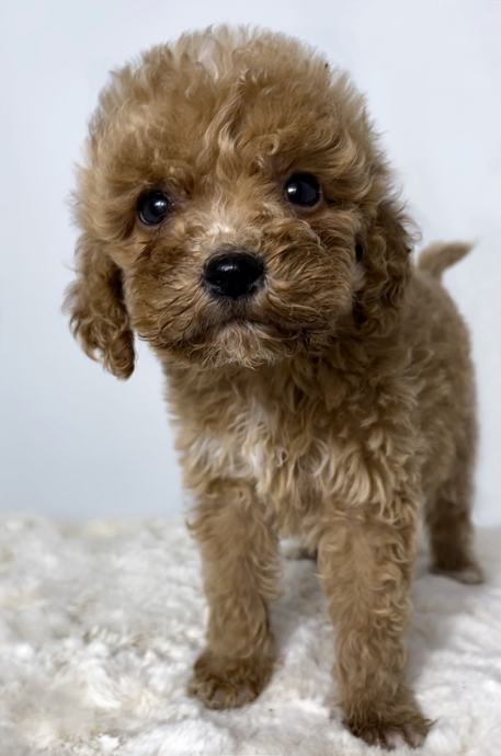 Labradoroodle-labradudl (labrador i pudla)