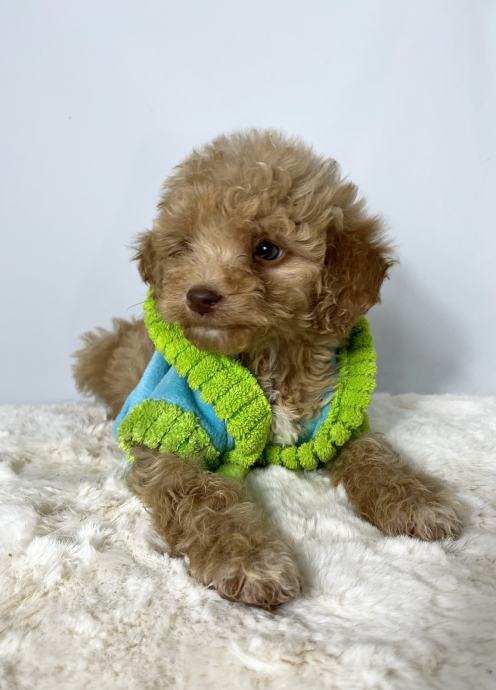Labradoroodle-labradudl (labrador i pudla)