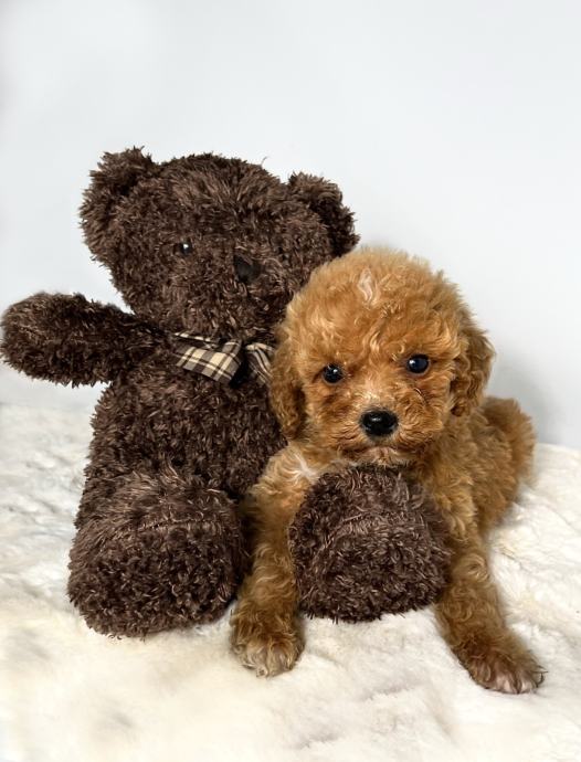 Labradoroodle-labradudl (labrador i pudla)