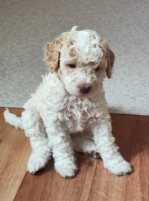 Lagotto romagnolo- mladički