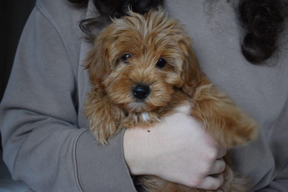 MALTIPOO