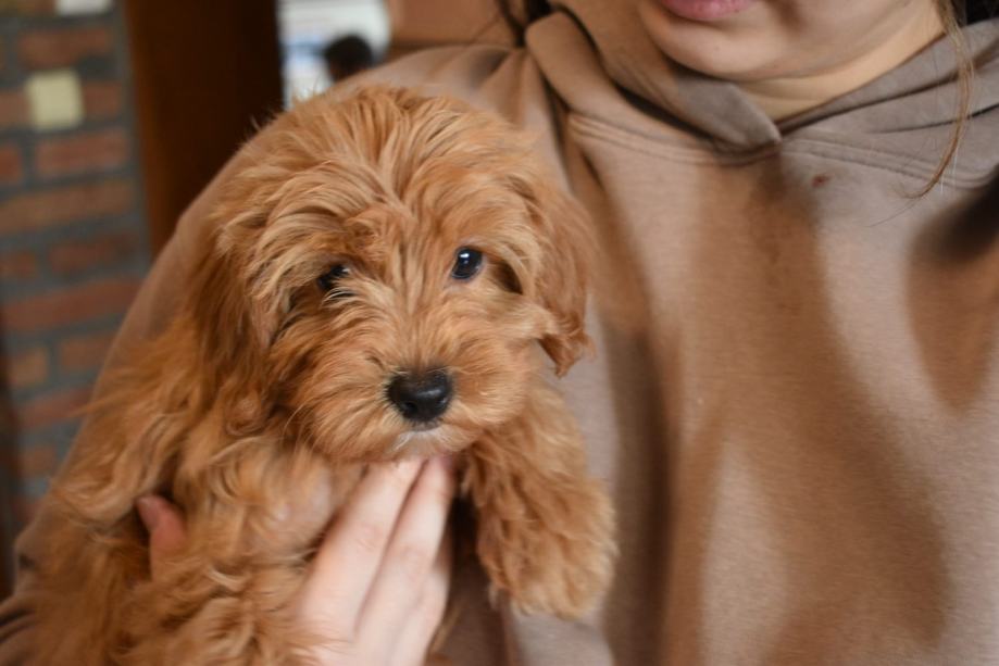 MALTIPOO