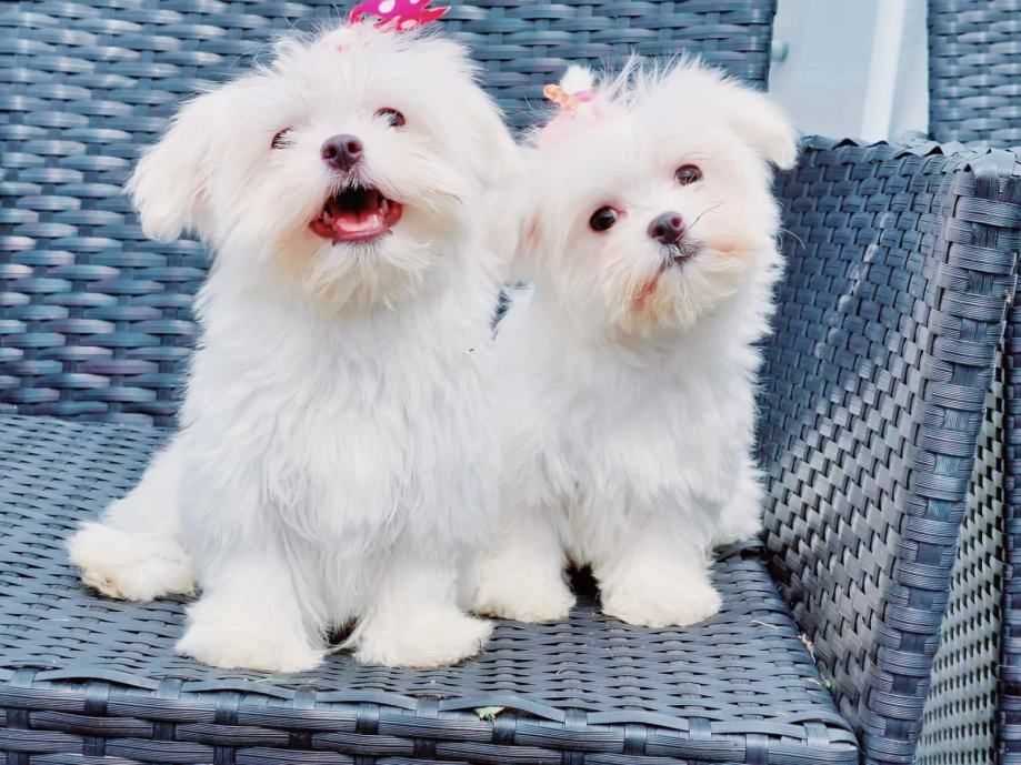 Maltežan mini extra