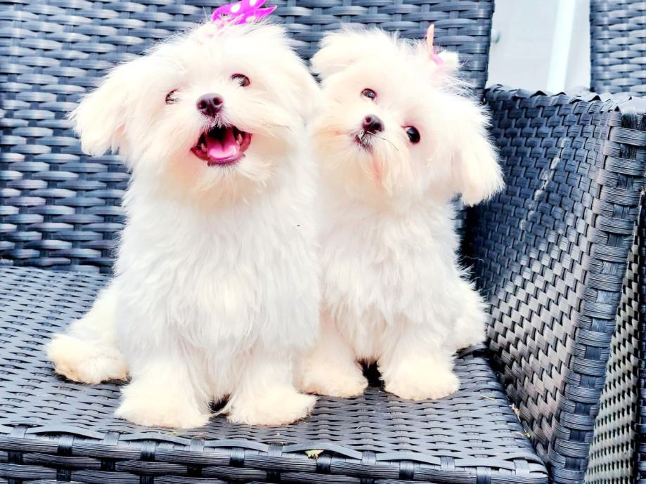 Maltežan mini extra