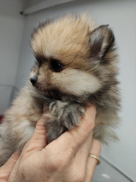 Mini nemški špic-pomeranc