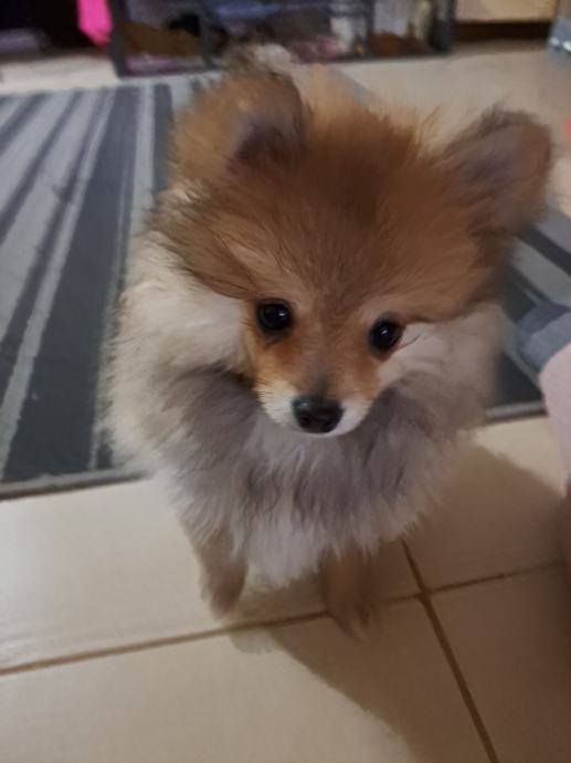 Mini nemški špic-pomeranc
