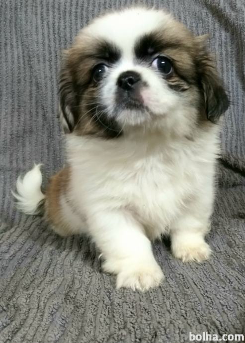 Mini pekinezer
