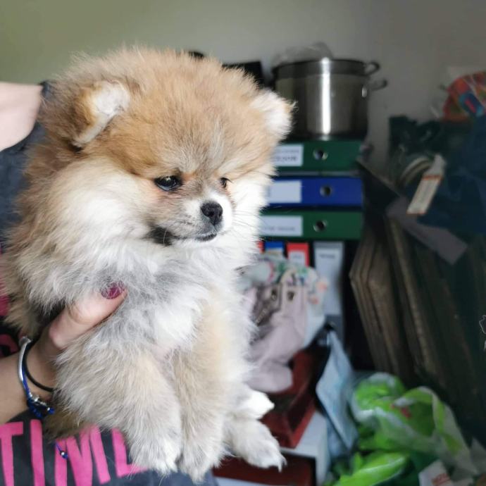 Mini pomeranc špic