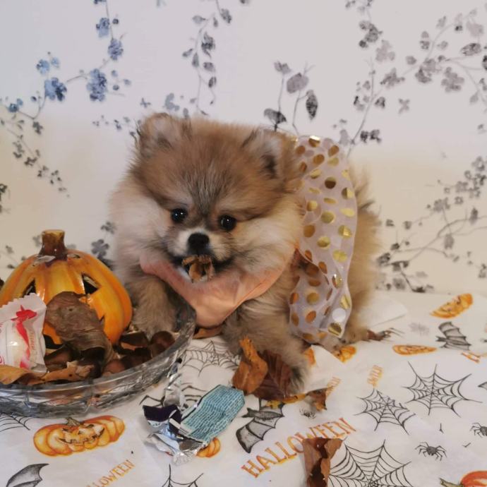 Mini pomeranc špic