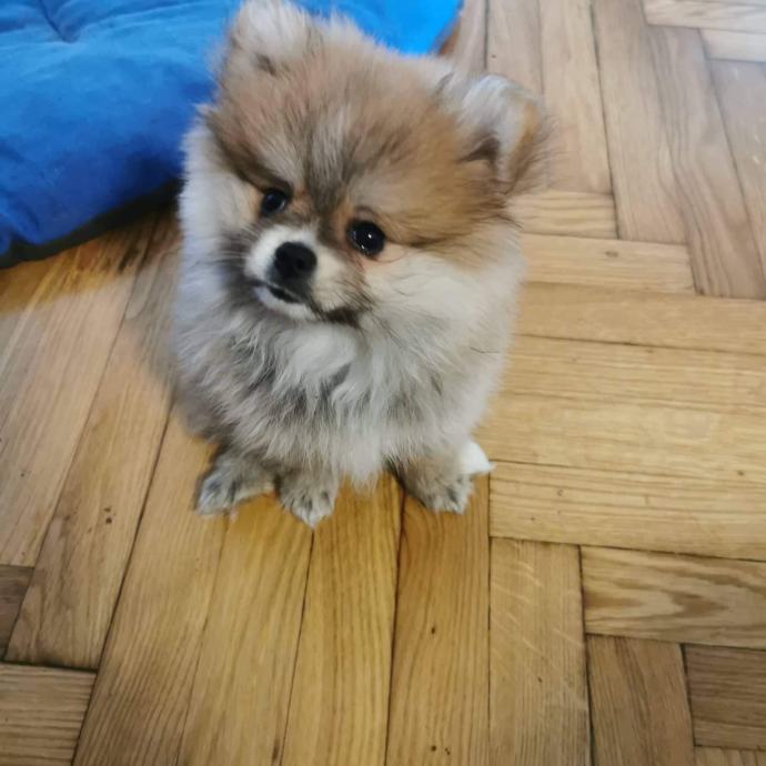 Mini pomeranc špic