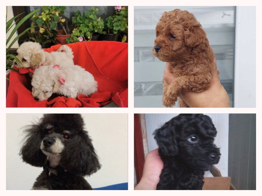 Mini pudelj mladički
