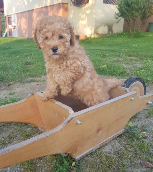 Mini Pudelj