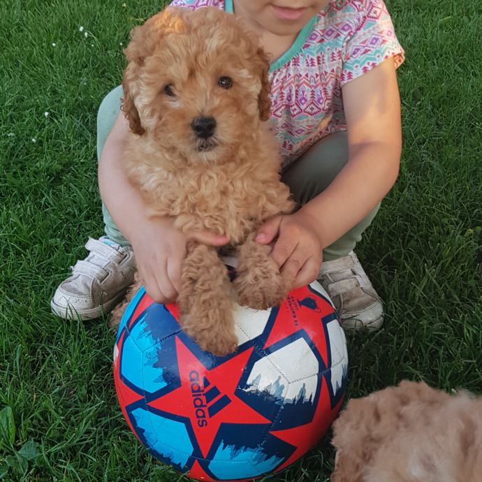 Mini Pudelj