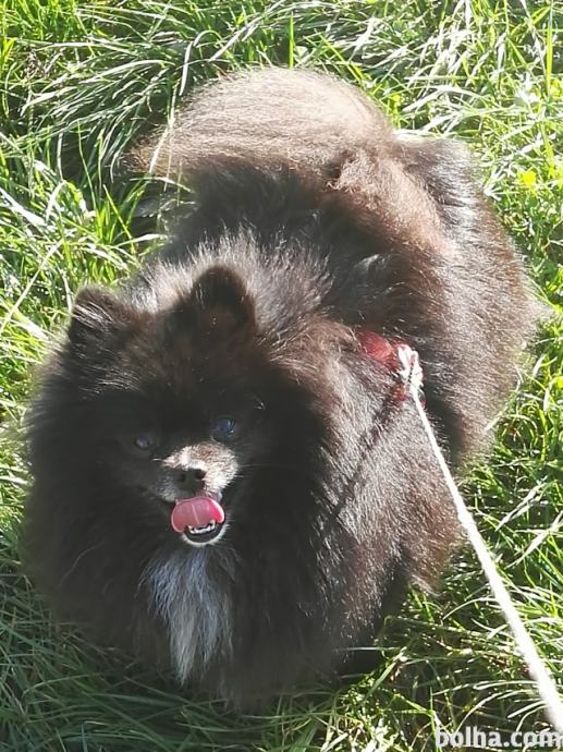 mini špic - pomeranec