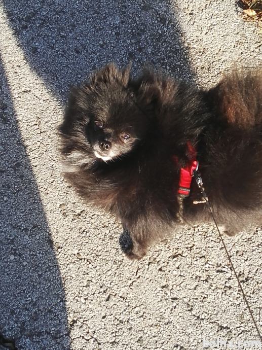 Mini špic Pomeranec