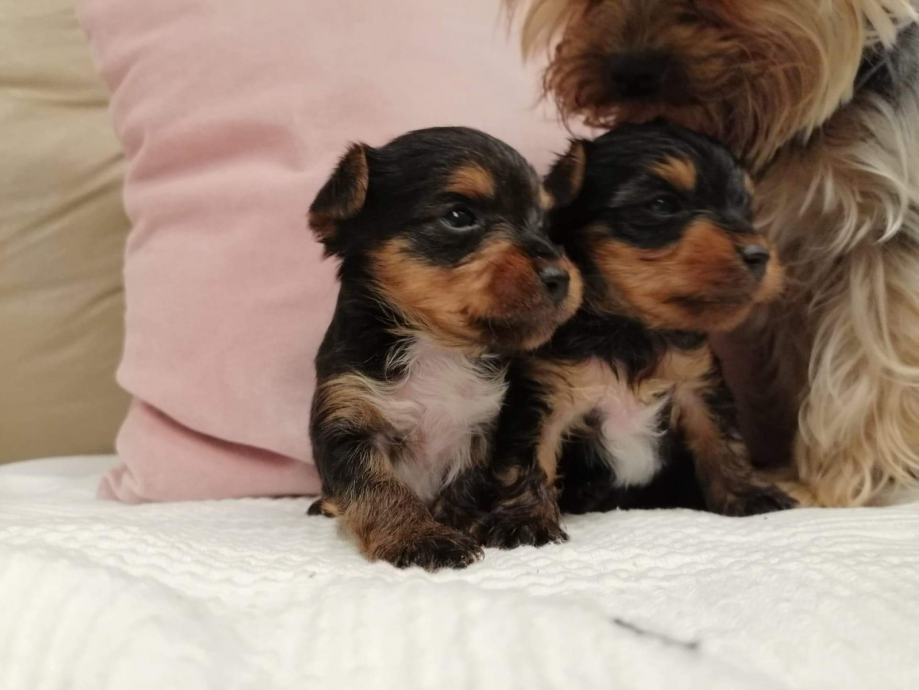 Ultra Mini Yorkshire terrier - Yorkie