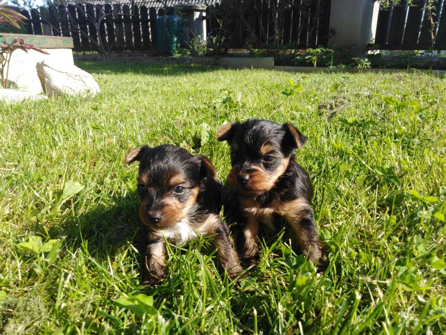 Ultra Mini Yorkshire terrier - Yorkie