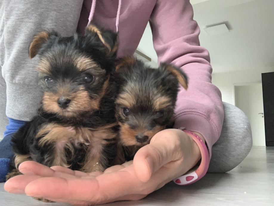 Mini Yorkshire terrier