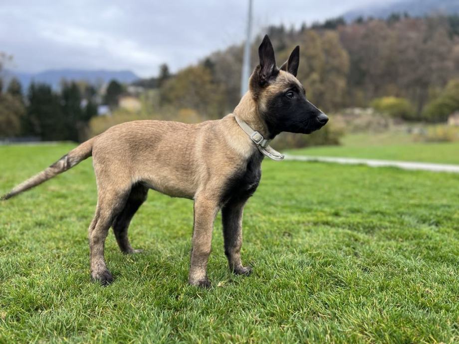 belgijski ovcar (malinois)