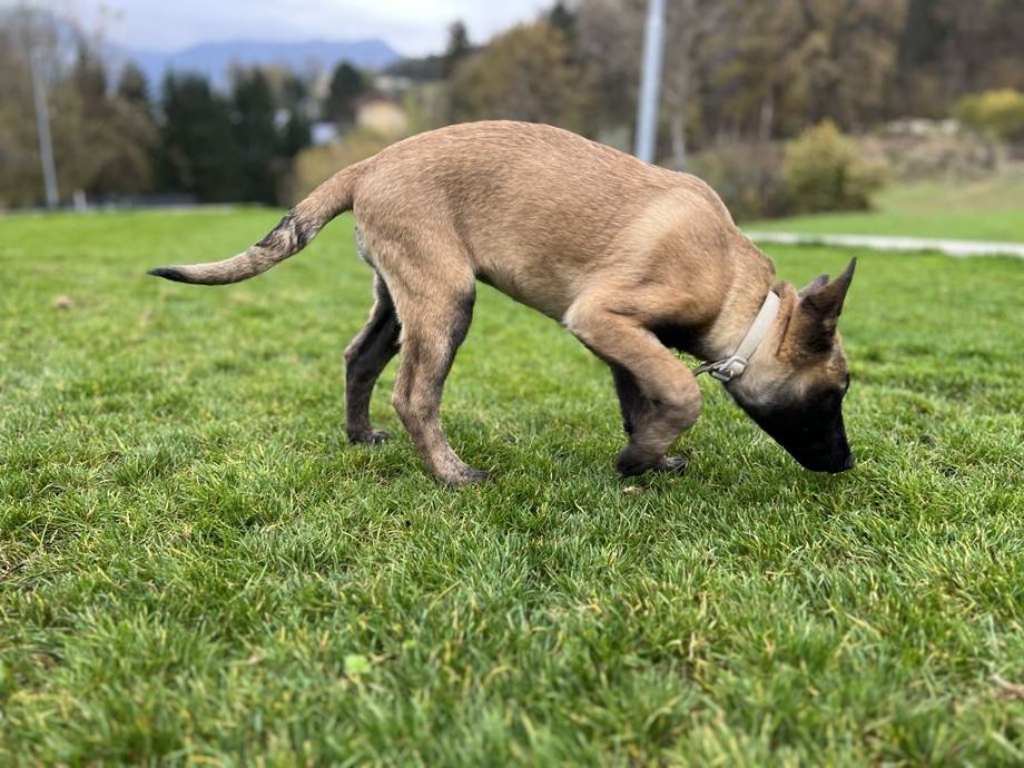 belgijski ovcar (malinois)