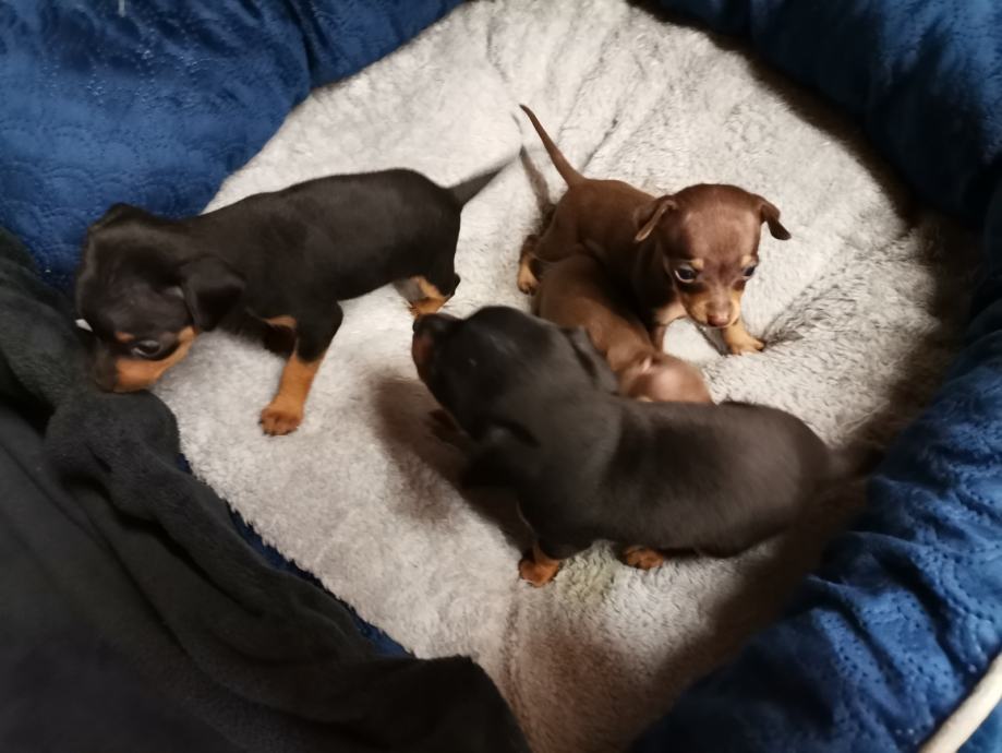 Mladiči: PRAŠKI PODGANAR (Prague Ratter) -REZERVACIJA