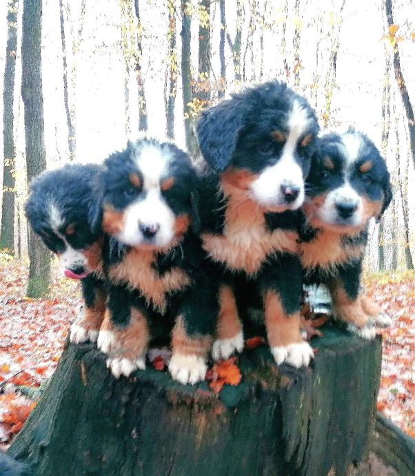 Mladički Bernski planšar