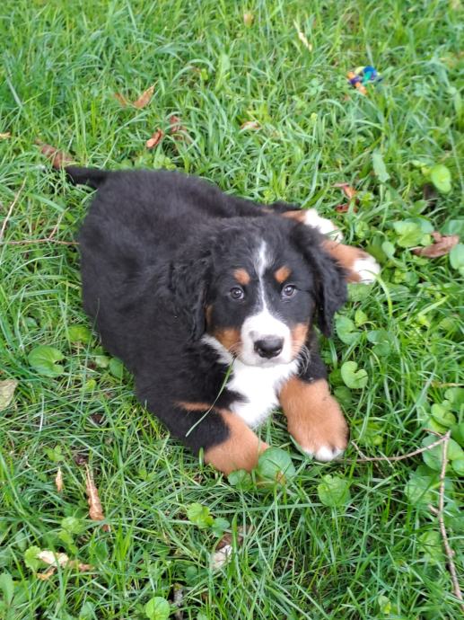 Bernski planšar - mladički