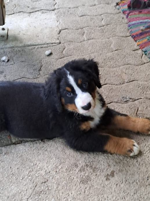 Bernski planšar - mladički