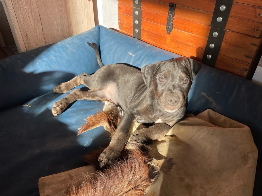 Mladički mešančki Doberman, Blue nose Stafford