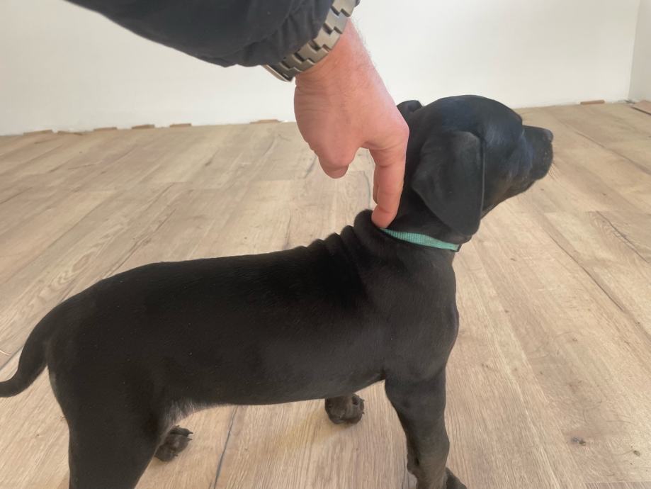 Mladički mešančki Doberman, Blue nose Stafford